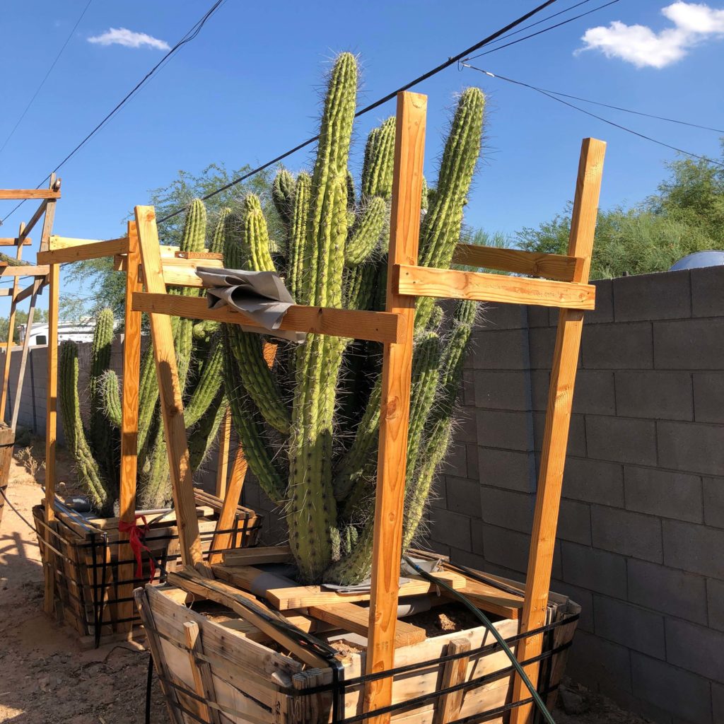 Toothpick – Specimen Cactus
